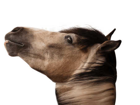 Horse Riding Holidays in the USA in June 2026: Adventure Getaways for ...